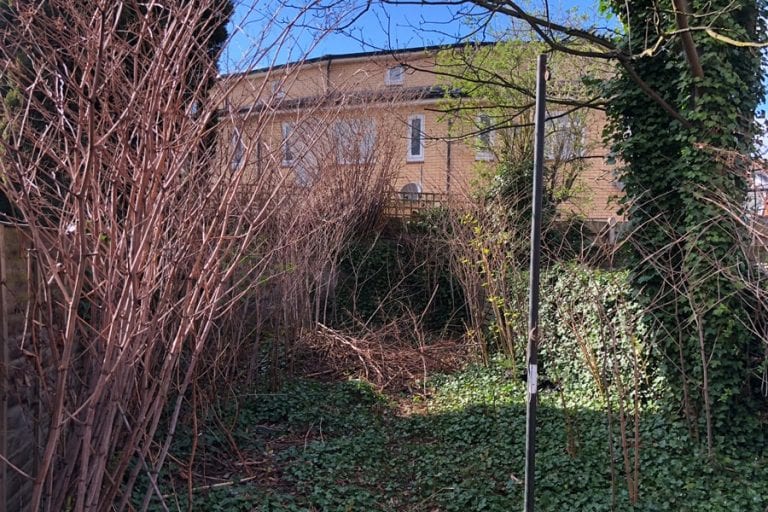 Japanese knotweed winter identification | CYB Environmental